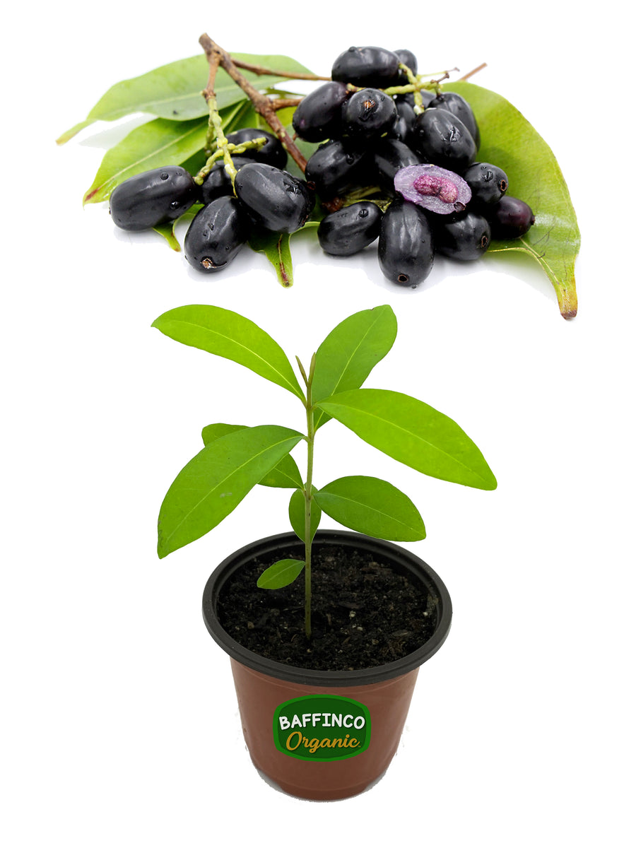 Java Plum Live Plant – BaffinCo Organic