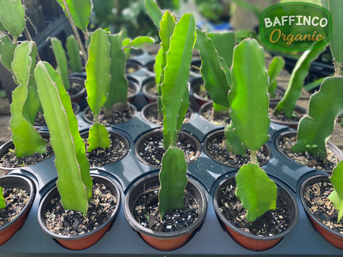 Dragon Fruit Live Plant – BaffinCo Organic